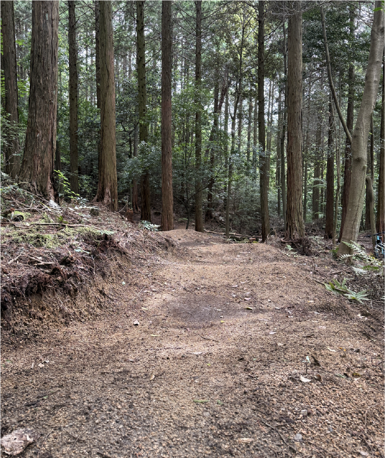 MOUNTAIN BIKE FOREST KOBE