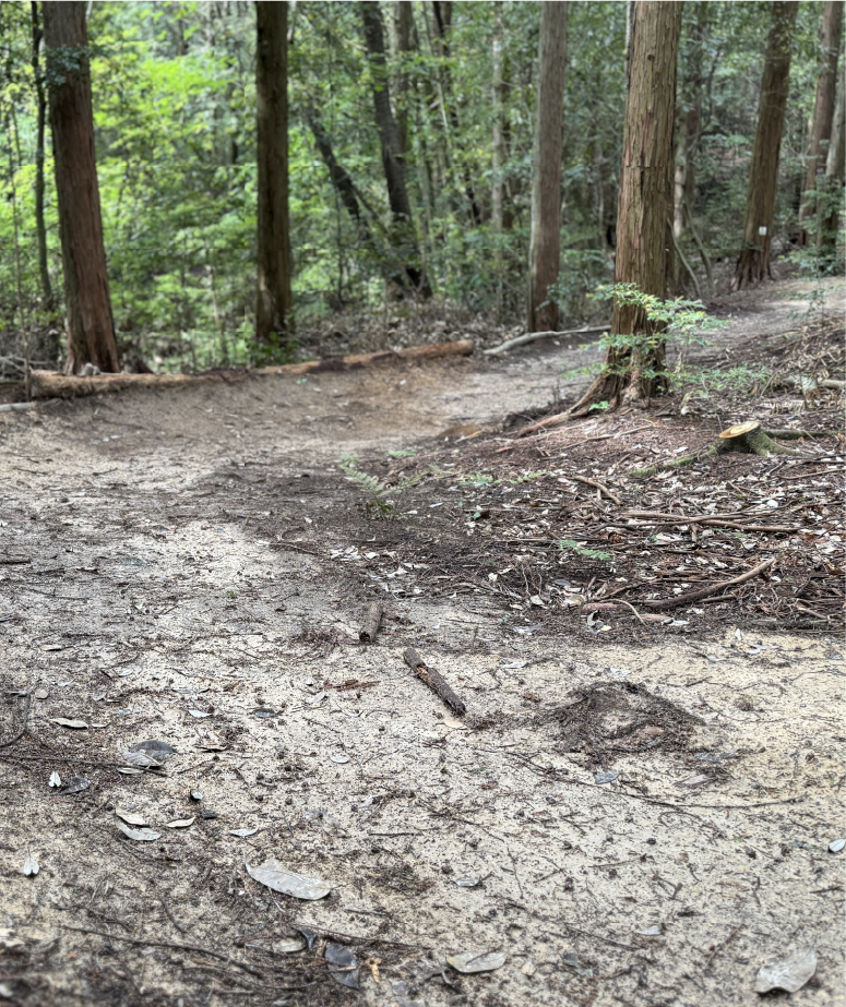 MOUNTAIN BIKE FOREST KOBE